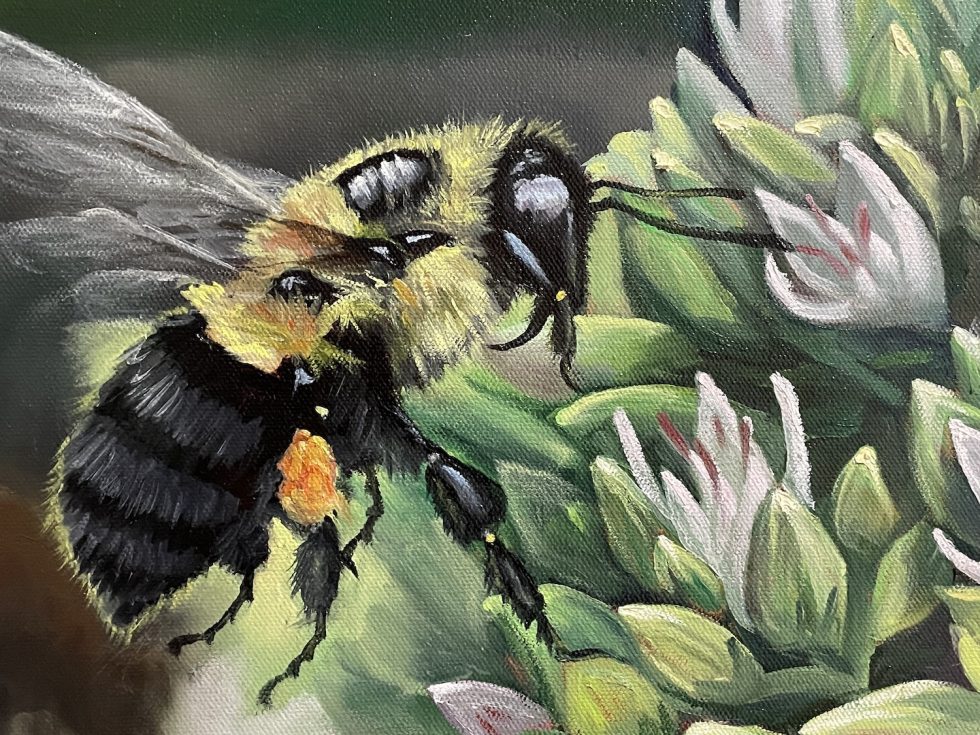 Bee and Sedum | Steve Thomason